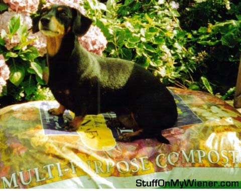 Stuff On My Wiener » 2008 » August