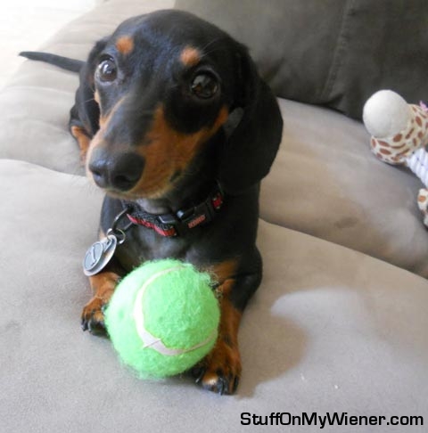 Stuff On My Wiener » Toys